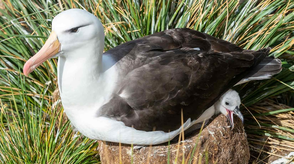 Albatross facts | Birds | BBC Earth