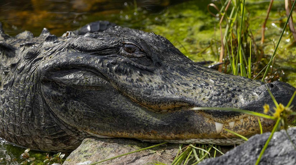 Crocodile facts | Amphibians & Reptiles | BBC Earth