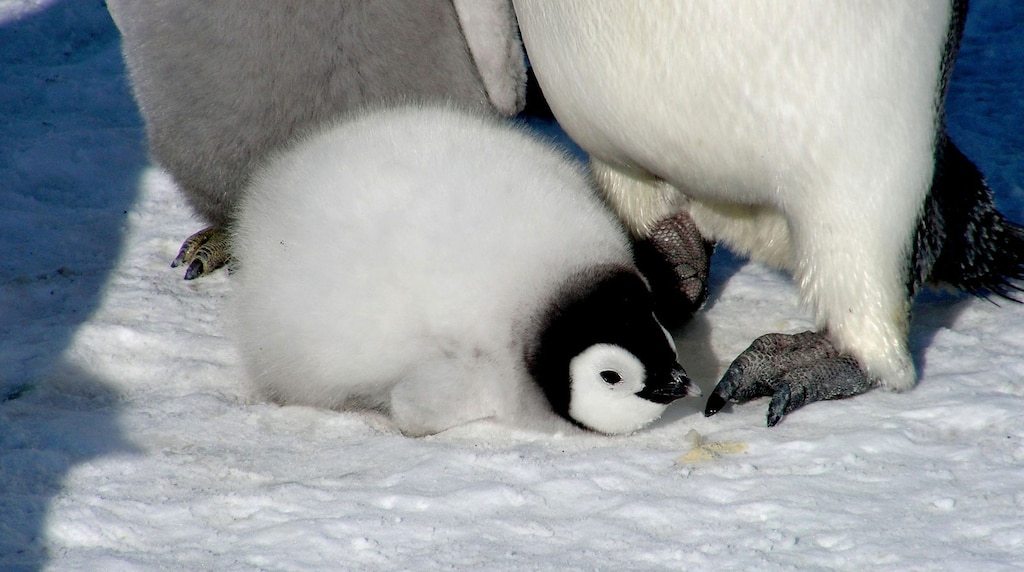 Penguins | Birds | BBC Earth