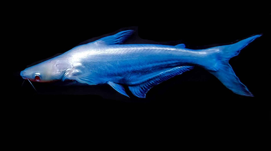 Catfish facts | Fish | BBC Earth