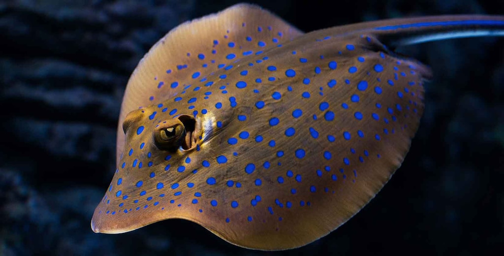 Stingray facts | Fish | BBC Earth