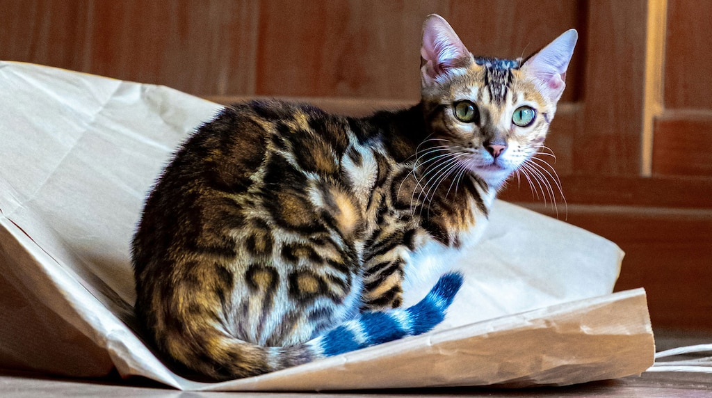 Cat | Mammals | BBC Earth