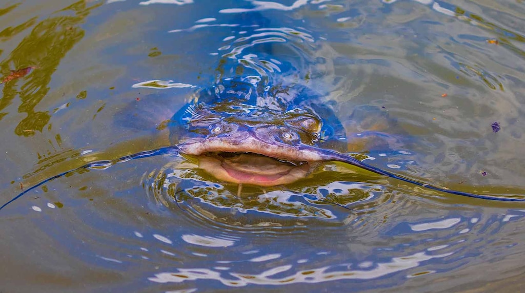 Catfish facts | Fish | BBC Earth