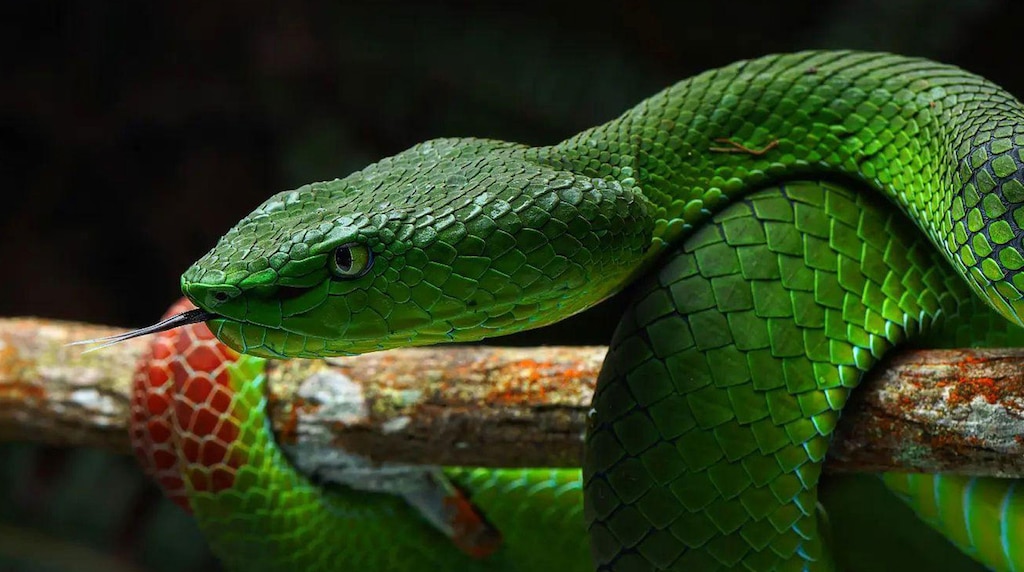 Snake facts | Amphibians & Reptiles | BBC Earth