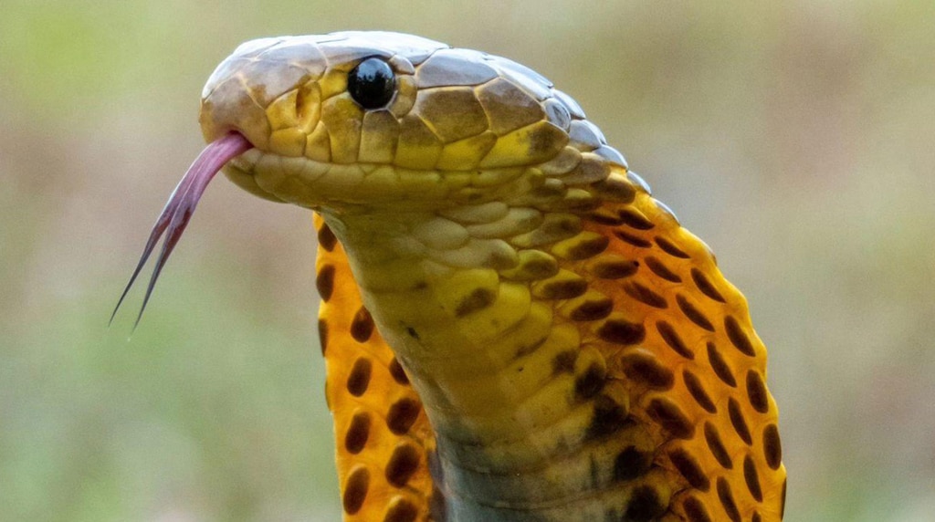 Snake facts | Amphibians & Reptiles | BBC Earth