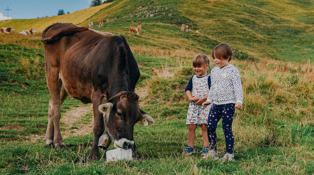 Cattle facts | Mammals | BBC Earth