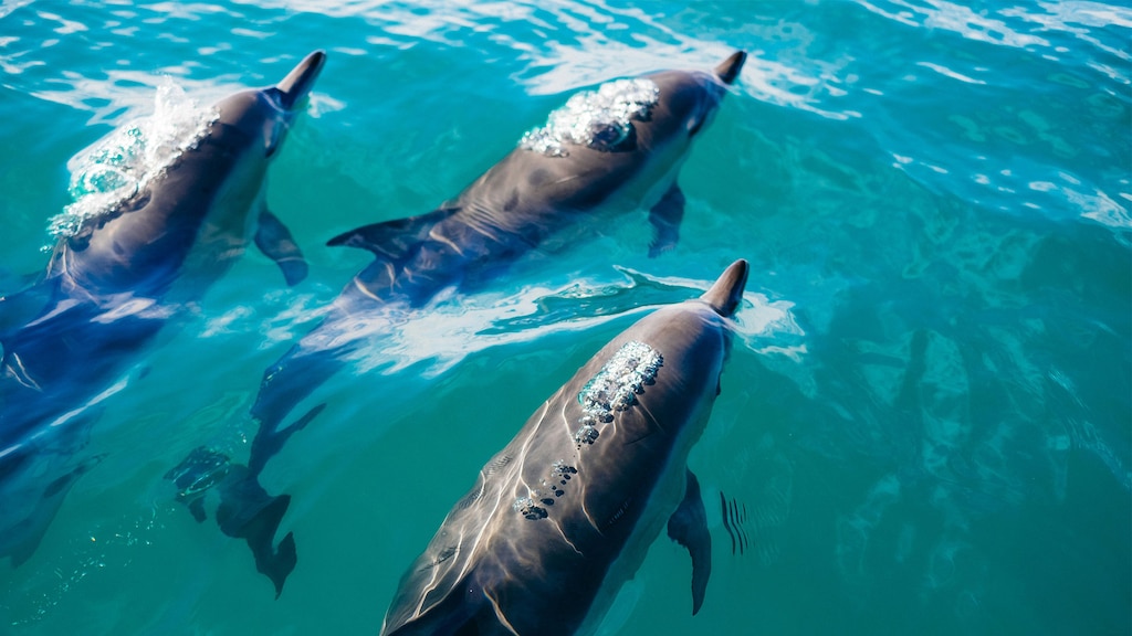 Dolphin Facts | Mammals | BBC Earth