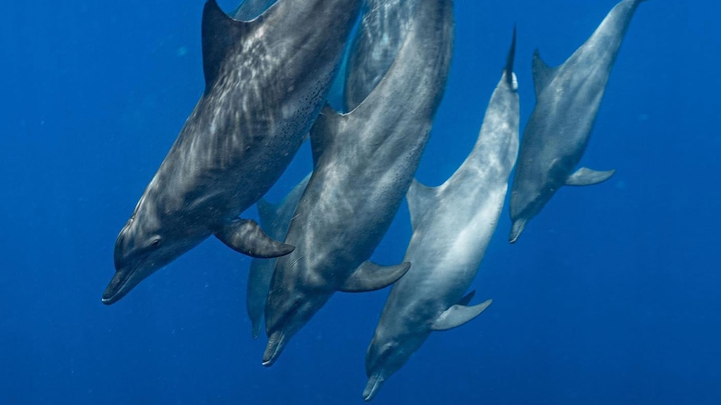 Dolphin Facts | Mammals | BBC Earth