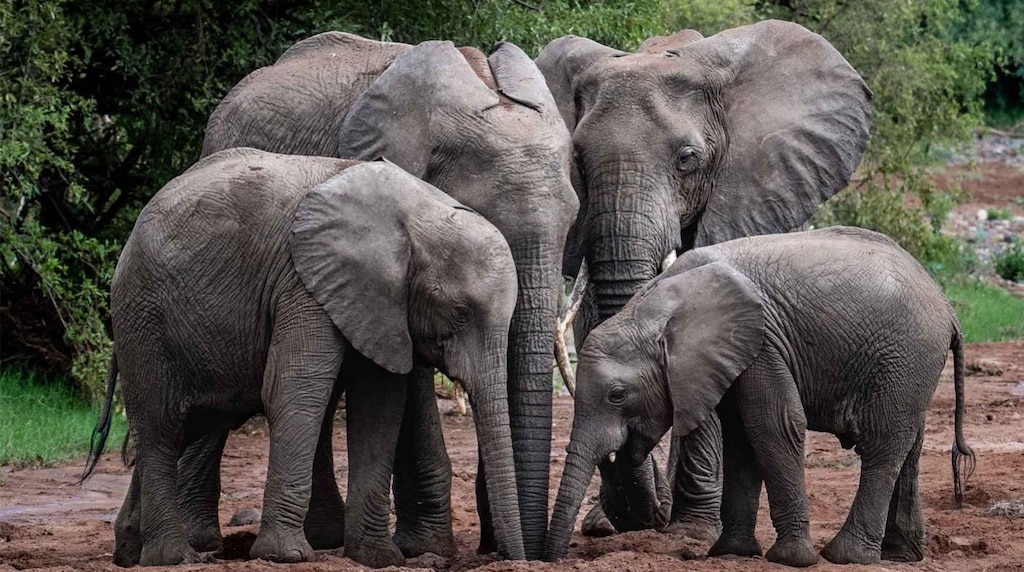 Elephant Facts | Mammals | BBC Earth