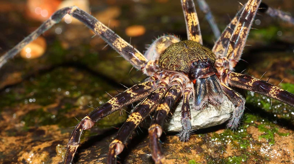 Huntsman spider | Insects & Arachnids | BBC Earth | BBC Earth