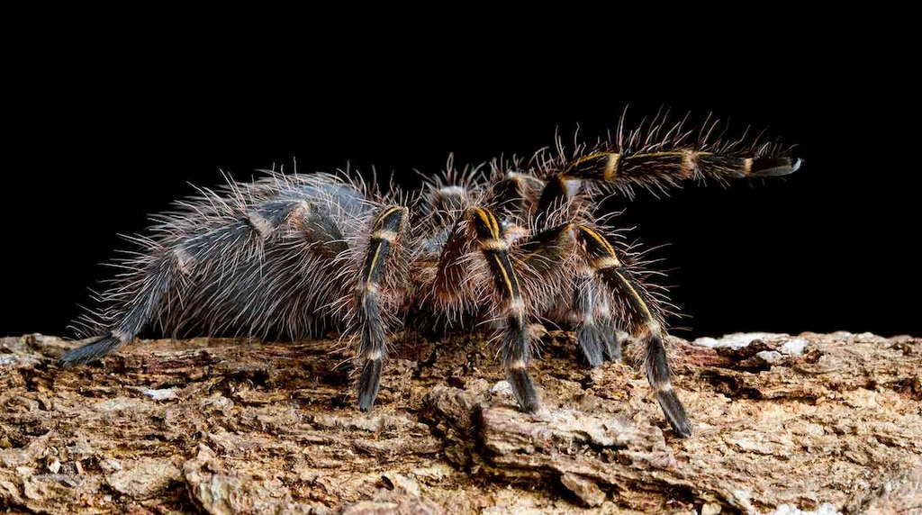 Tarantula facts | Insects & Arachnids | BBC Earth
