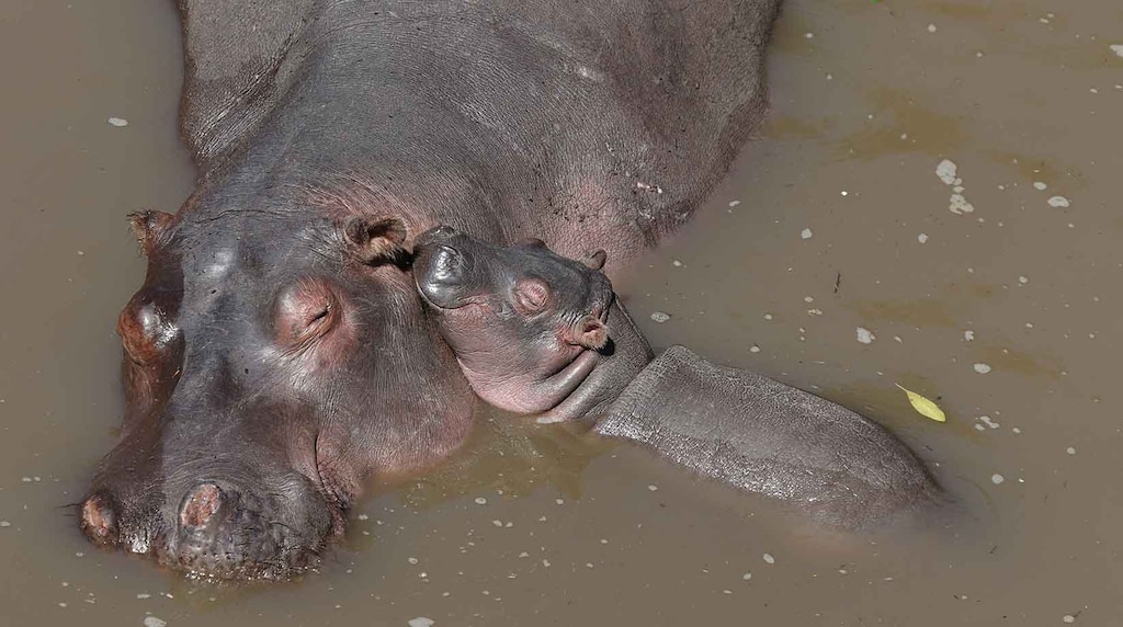 Hippo facts | Mammals | BBC Earth