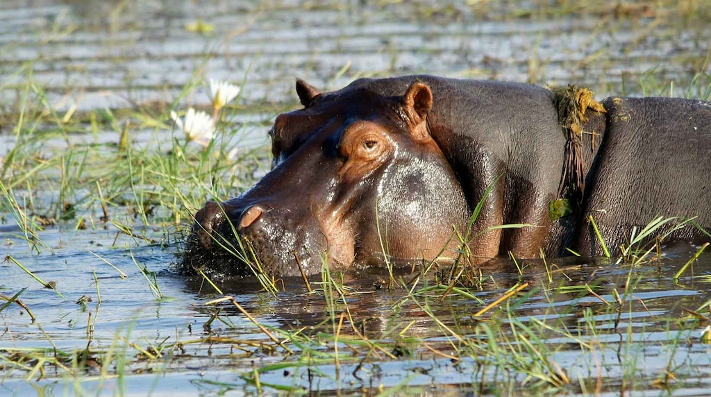 Hippo facts | Mammals | BBC Earth