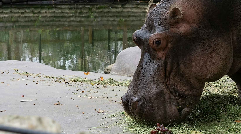 Hippo facts | Mammals | BBC Earth