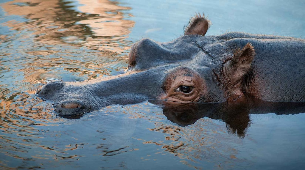 Hippo facts | Mammals | BBC Earth
