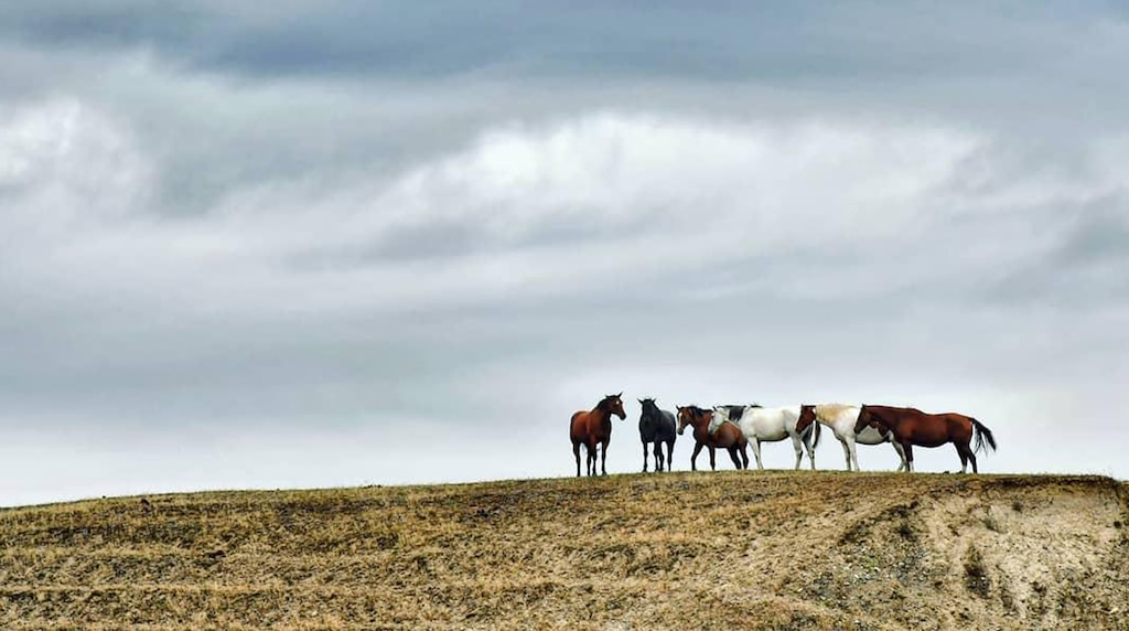 Horse Facts | Mammals | BBC Earth | BBC Earth