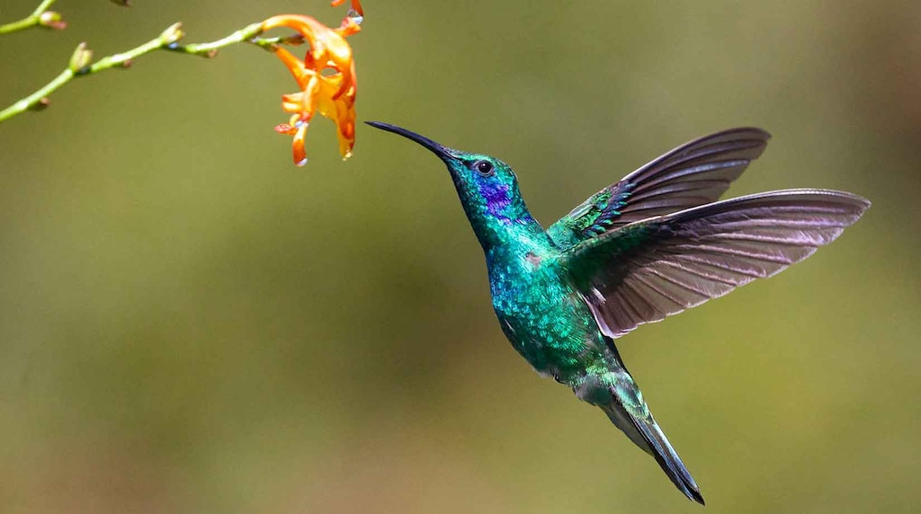 Hummingbird facts | Birds | BBC Earth