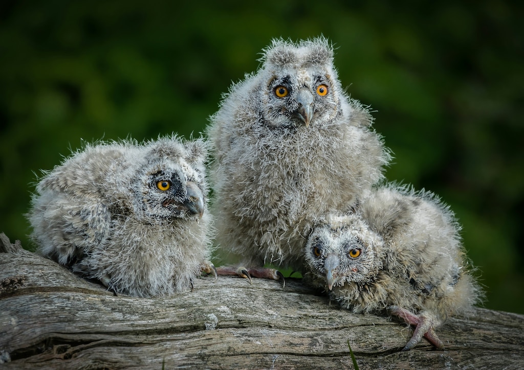 Owl Facts | Birds | BBC Earth