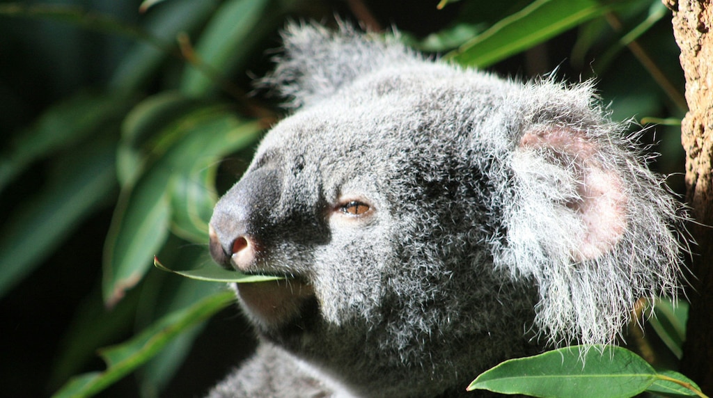Koala | Mammals | BBC Earth | BBC Earth