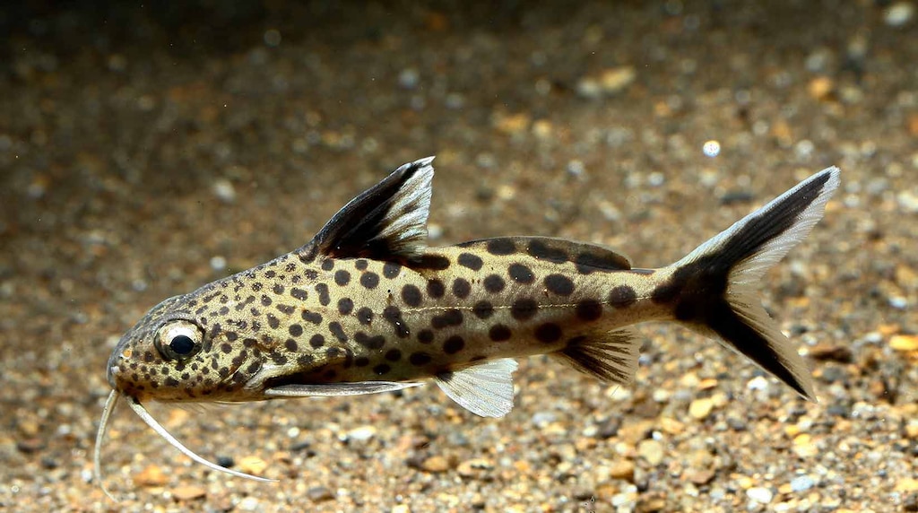 Catfish facts | Fish | BBC Earth