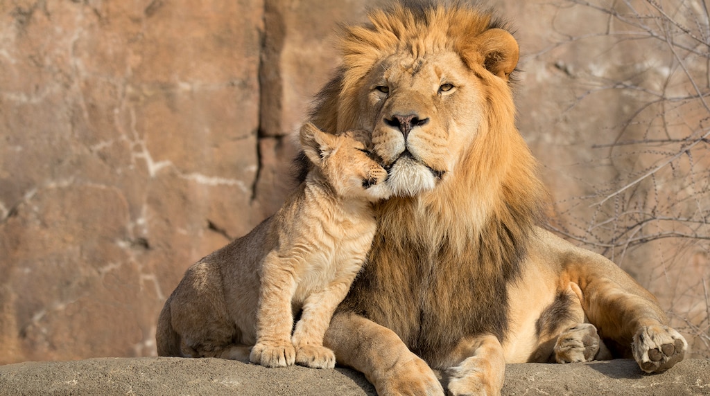 Lion Facts | Mammals | BBC Earth