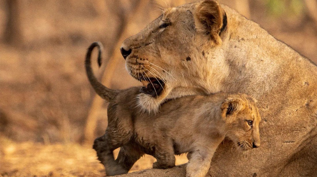 Lion Facts | Mammals | BBC Earth