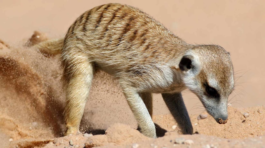 Meerkat Facts | Mammals | BBC Earth
