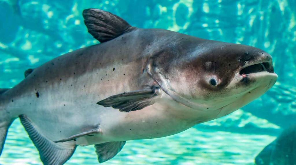 Catfish facts | Fish | BBC Earth