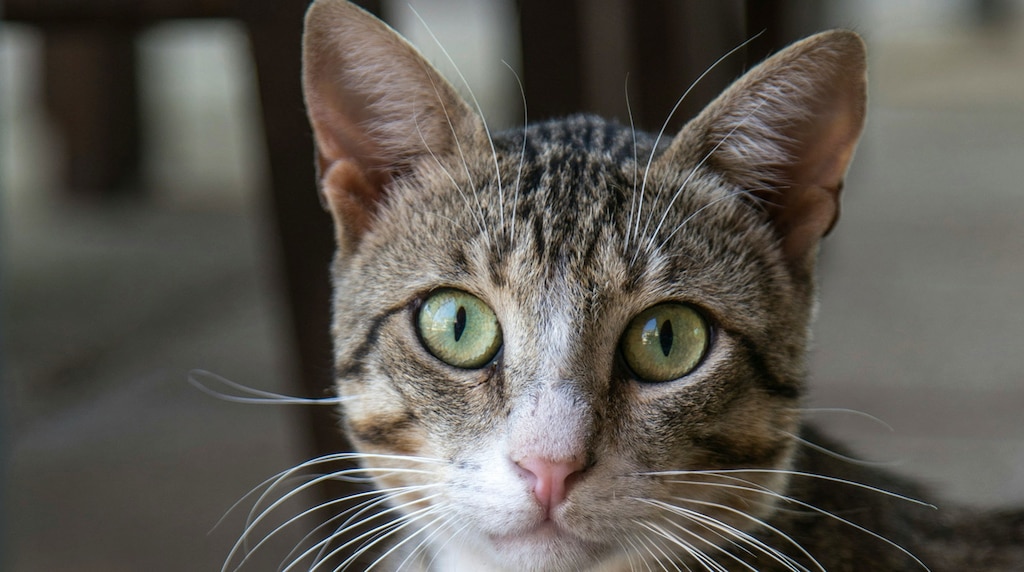 Cat | Mammals | BBC Earth