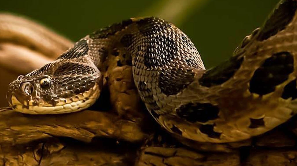 Snake facts | Amphibians & Reptiles | BBC Earth