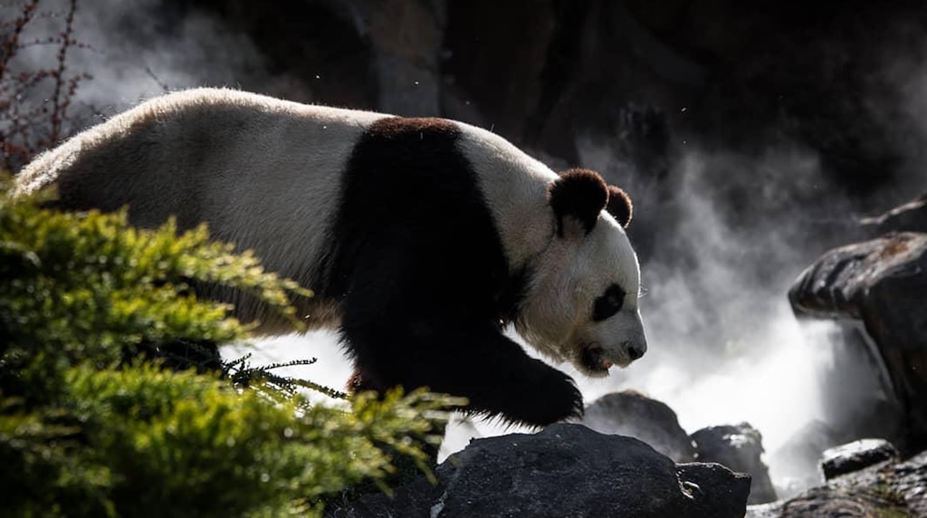 Panda Facts | Mammals | BBC Earth