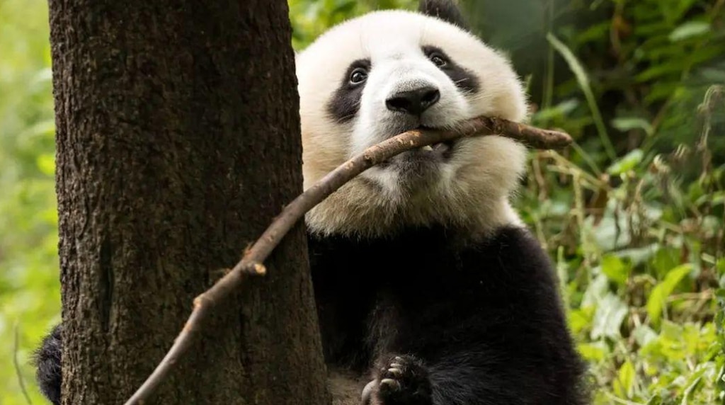 Panda Facts | Mammals | BBC Earth