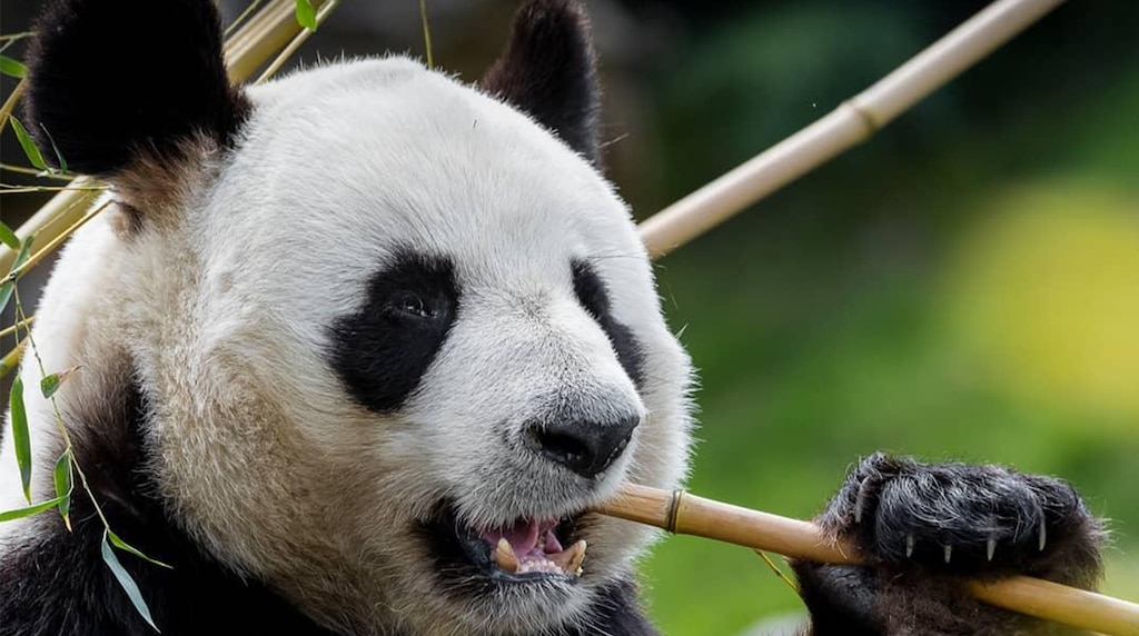 Panda Facts | Mammals | BBC Earth