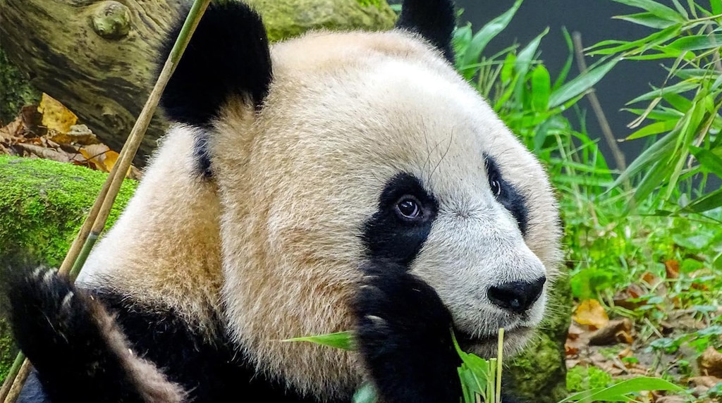Panda Facts | Mammals | BBC Earth