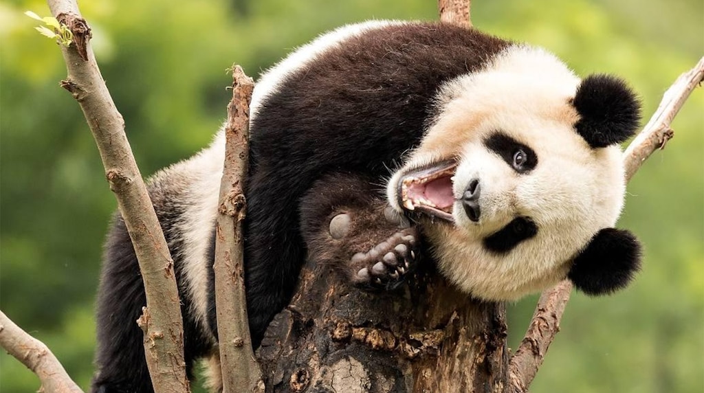 Panda Facts | Mammals | BBC Earth