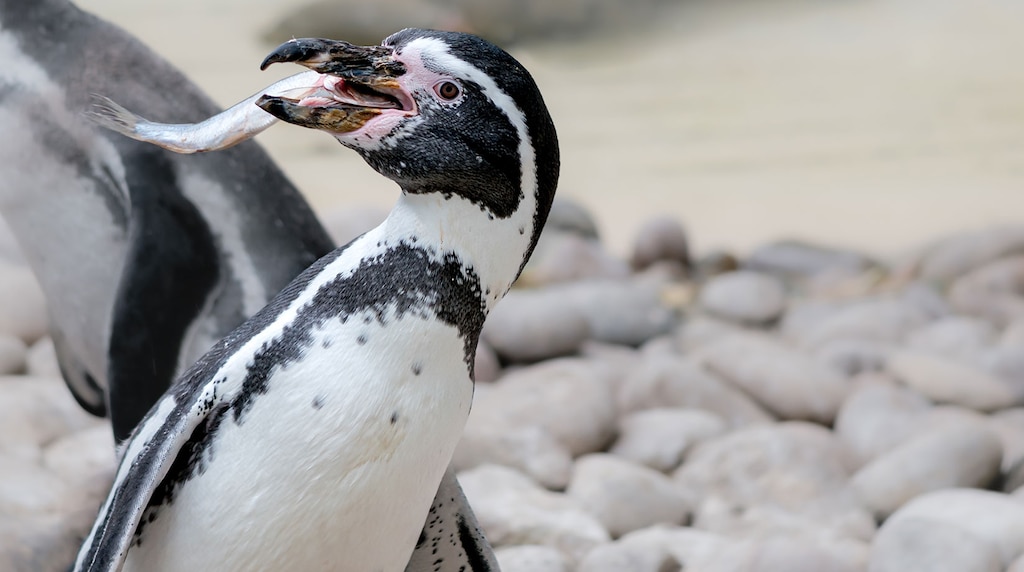 Penguins | Birds | BBC Earth