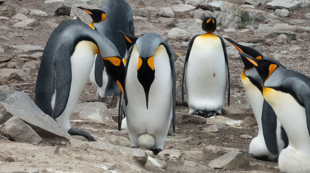 Penguins | Birds | BBC Earth