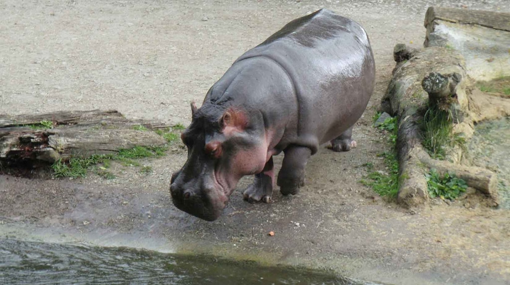 Hippo facts | Mammals | BBC Earth