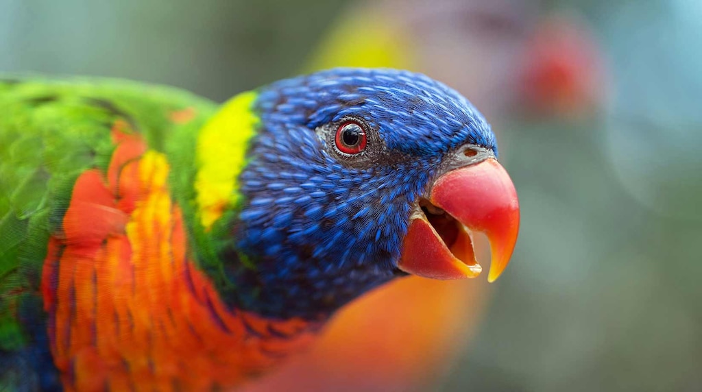 Parrot | Birds | BBC Earth | BBC Earth