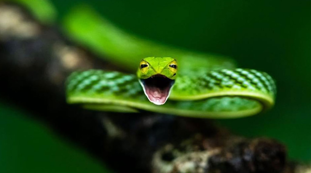 Snake facts | Amphibians & Reptiles | BBC Earth