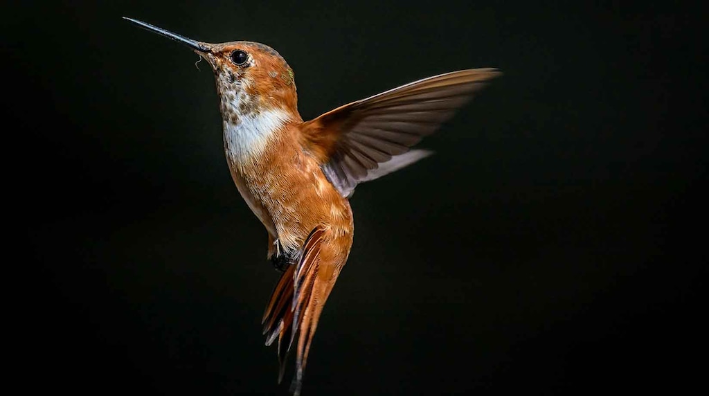 Hummingbird facts | Birds | BBC Earth