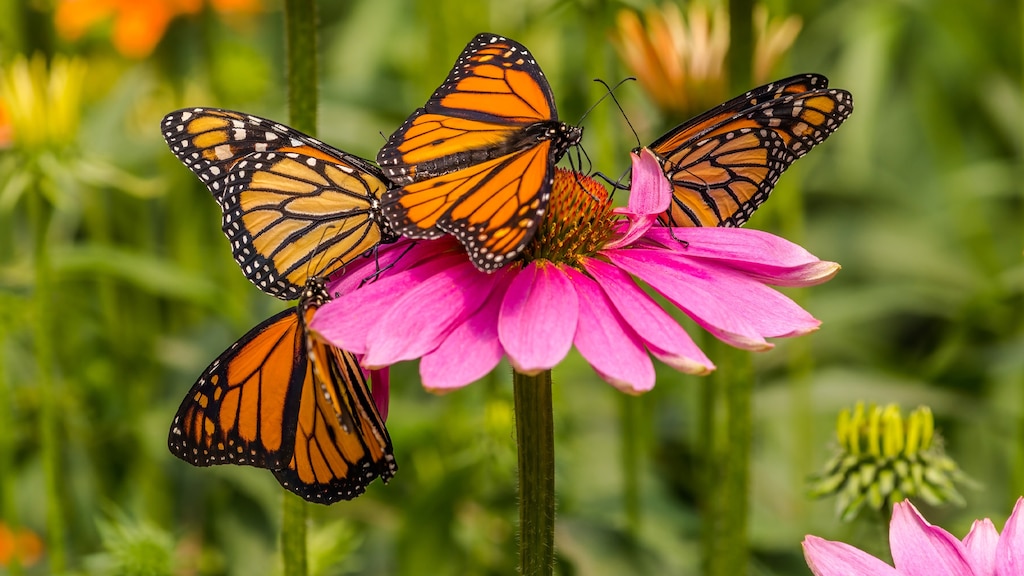 Butterfly facts | Insects & Arachnids | BBC Earth | BBC Earth