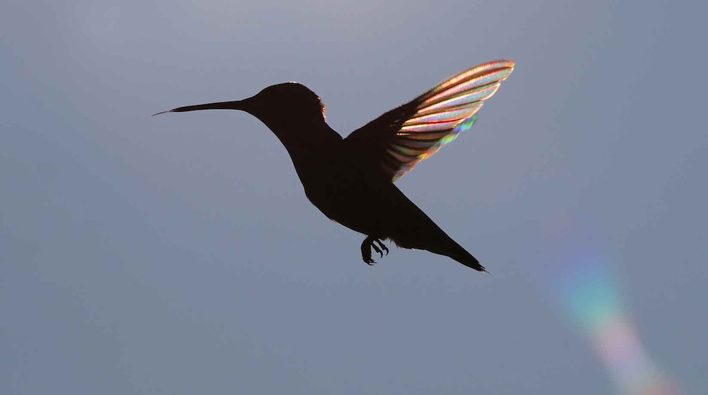 Hummingbird facts | Birds | BBC Earth