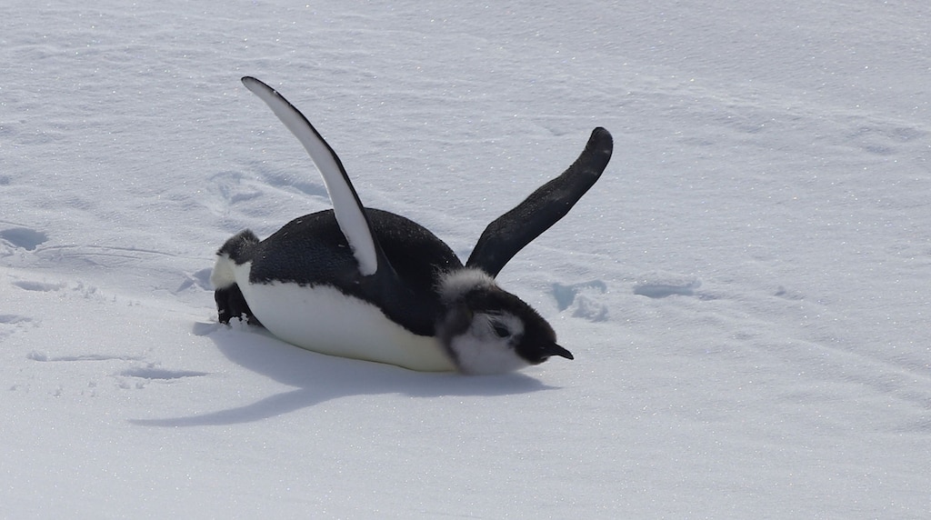 Penguins | Birds | BBC Earth