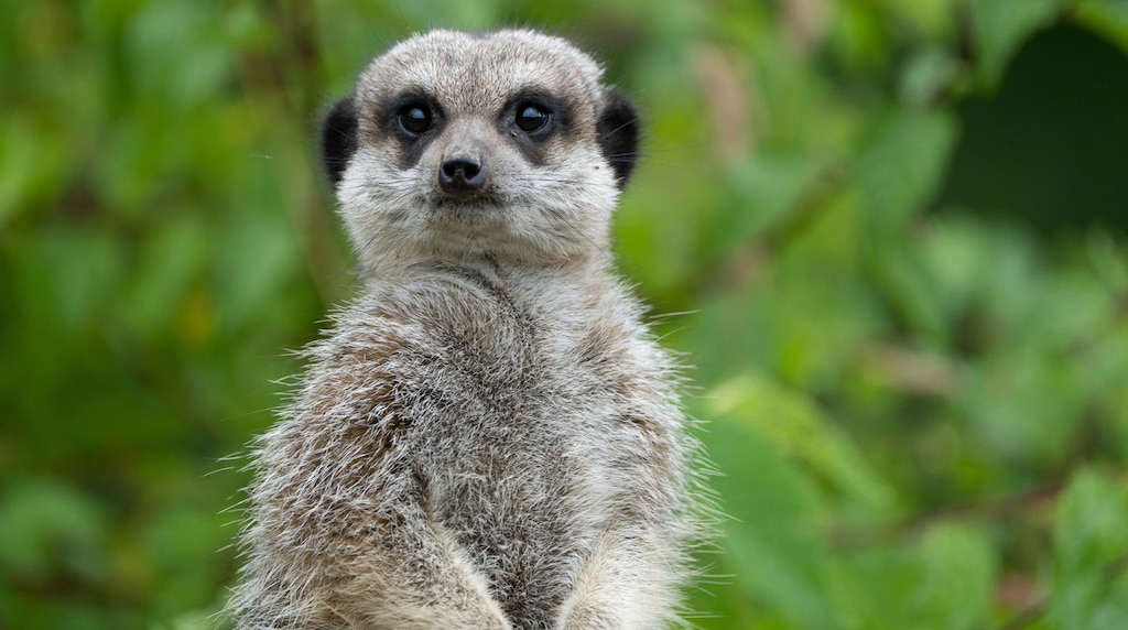 Meerkat Facts | Mammals | BBC Earth