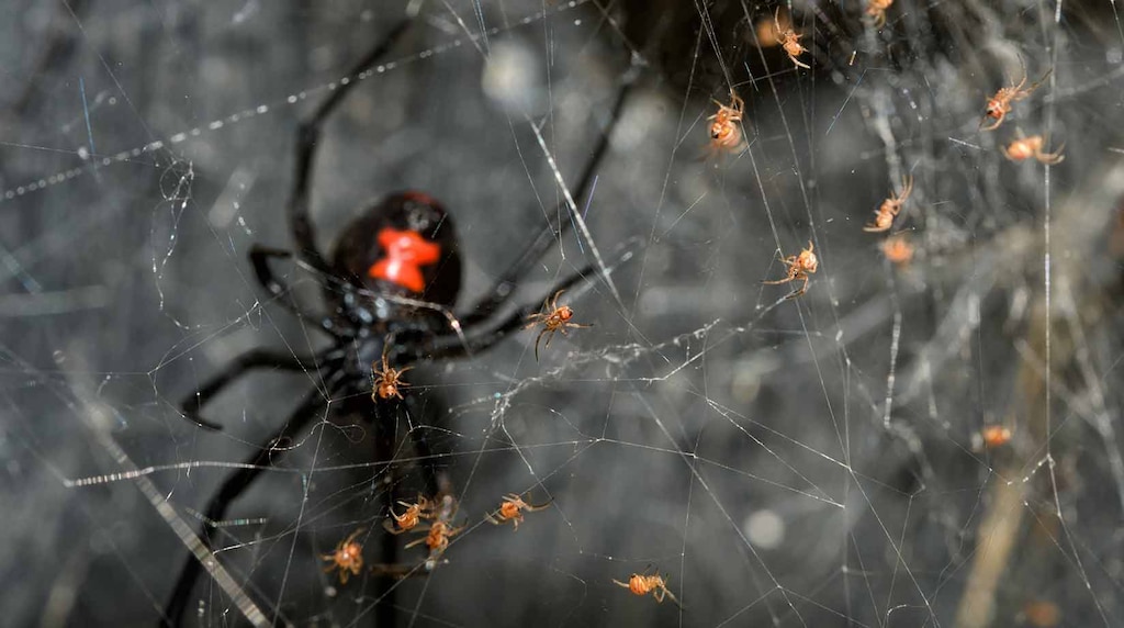 Black Widow facts | Insects & Arachnids | BBC Earth | BBC Earth