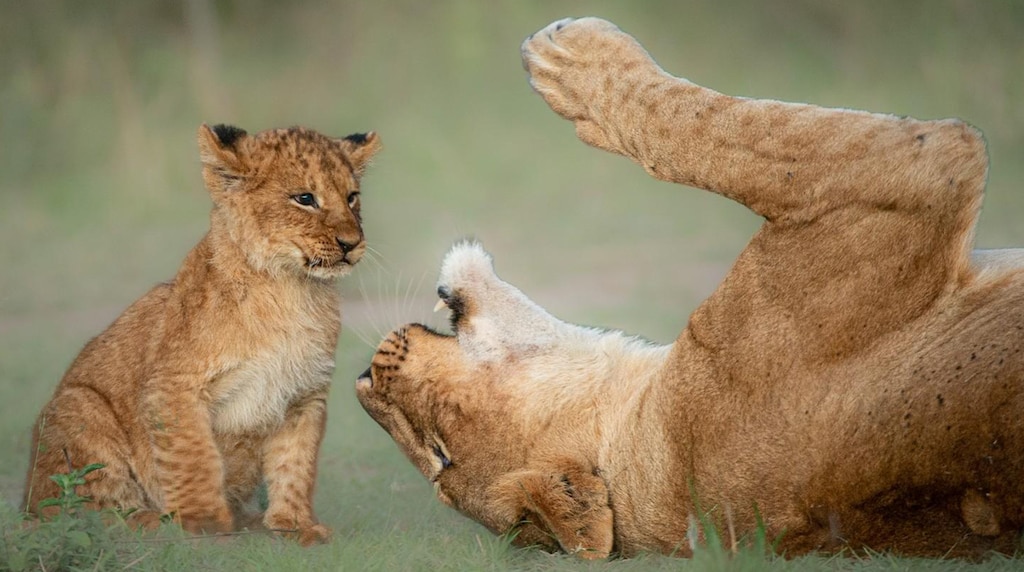 Lion Facts | Mammals | BBC Earth