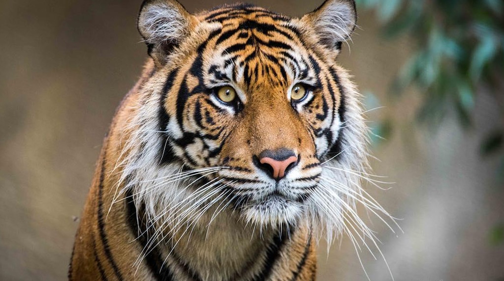 Tiger Facts | Mammals | BBC Earth