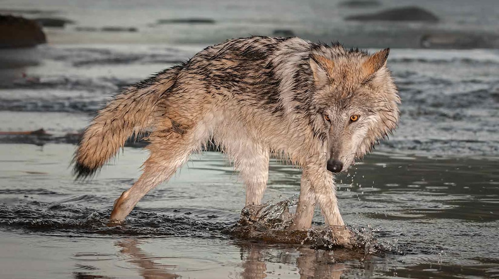 Wolf facts | Mammals | BBC Earth