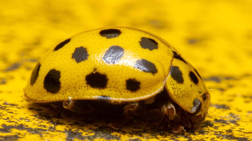 Ladybird Facts | Insects & Arachnids | BBC Earth